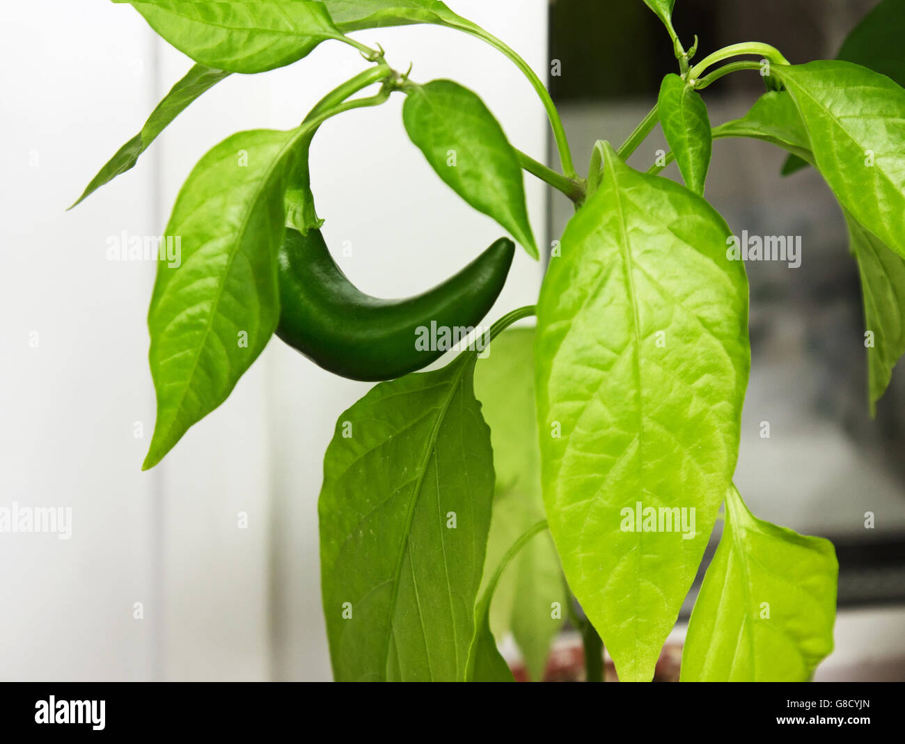 Capsicum annuum. Cultivation of green chili pepper on a windowsill ...