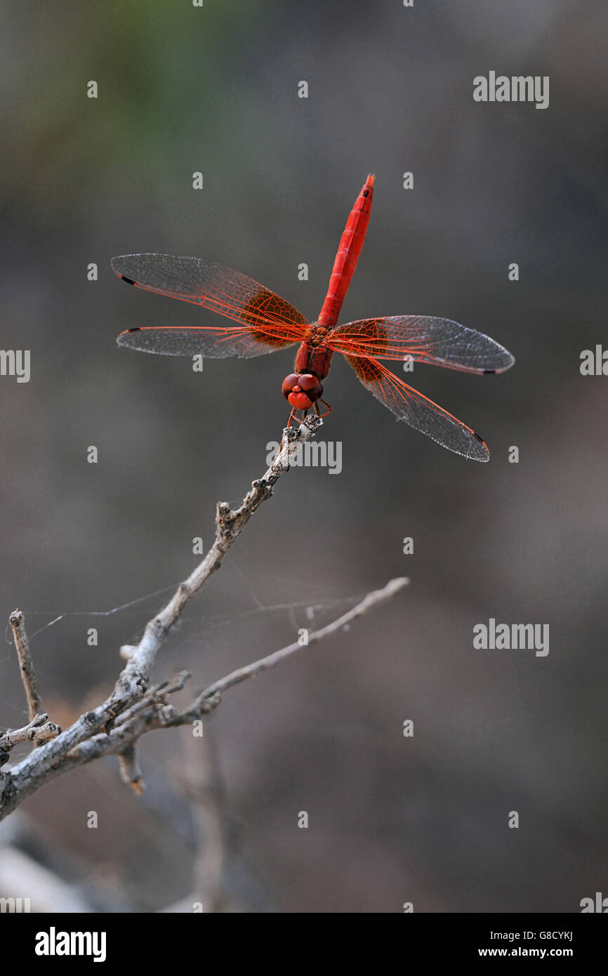 Dragonfly front view hi-res stock photography and images - Alamy