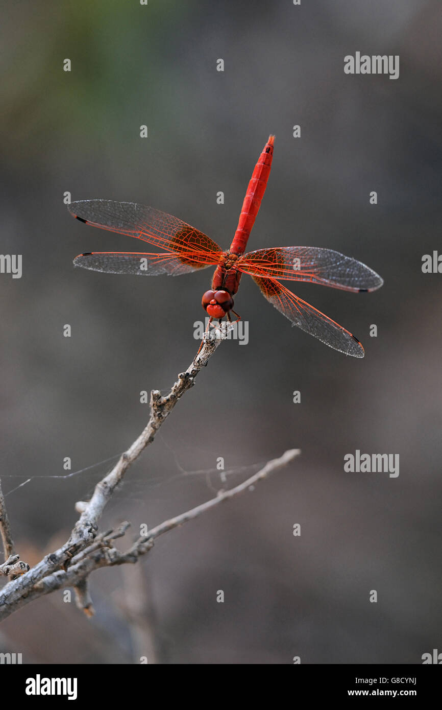 Red-veined darter dragonfly (Sympetrum fonscolombii), South Africa ...