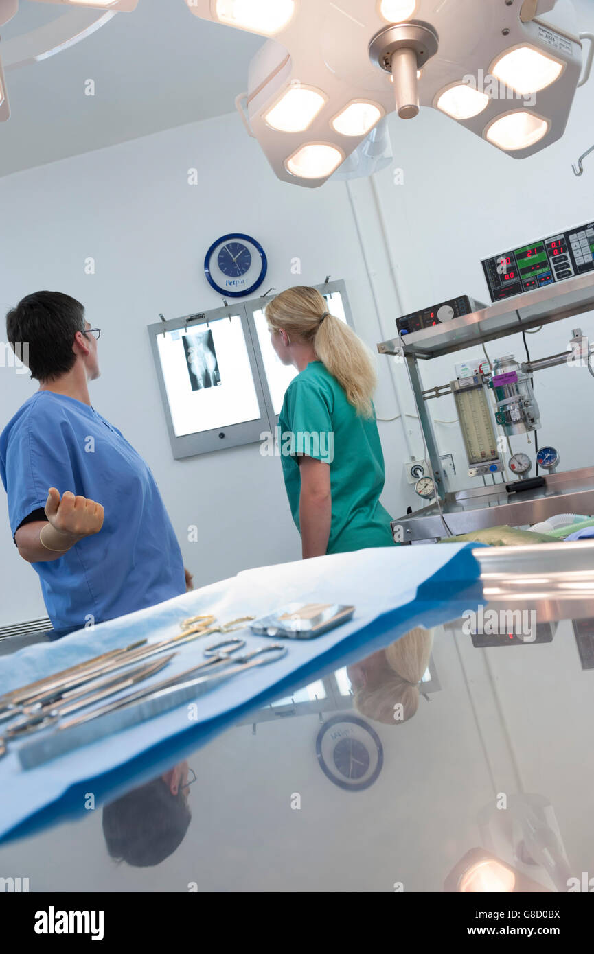 Veterinary surgeon hi-res stock photography and images - Alamy
