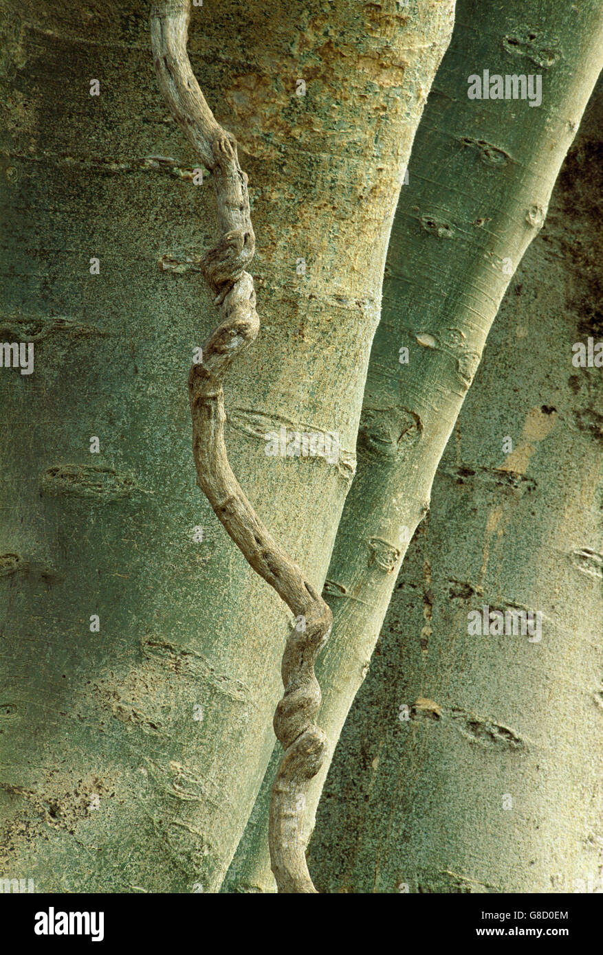 Fever tree forest acacia xanthophloea hi-res stock photography and ...