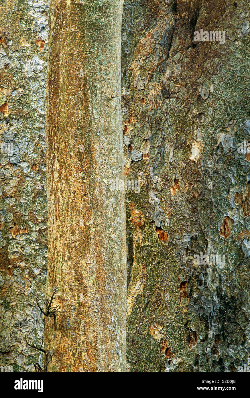 Fig tree trunk, detail, South Africa Stock Photo - Alamy