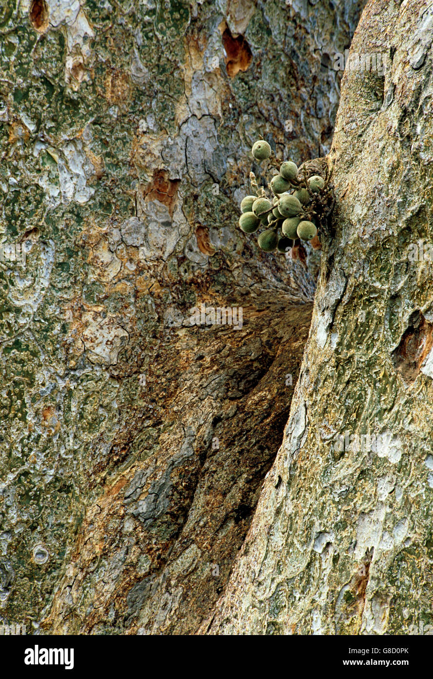 Fig detail hi-res stock photography and images - Alamy