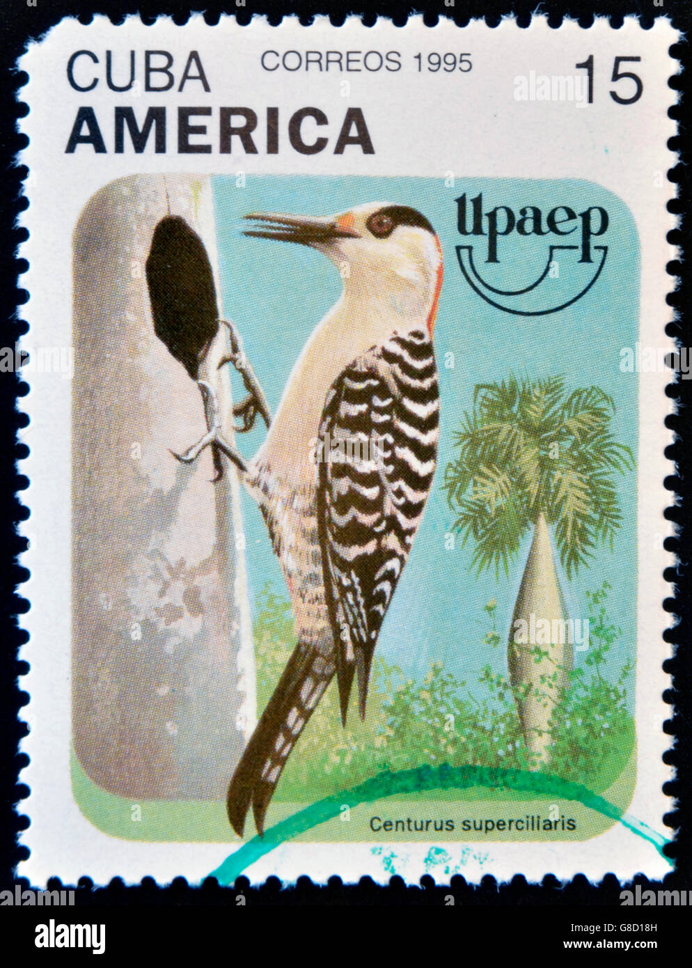 CUBA - CIRCA 1995: A stamp printed in Cuba shows a bird, centurus ... CUBA - CIRCA 1995: A stamp printed in Cuba shows a bird, centurus ...