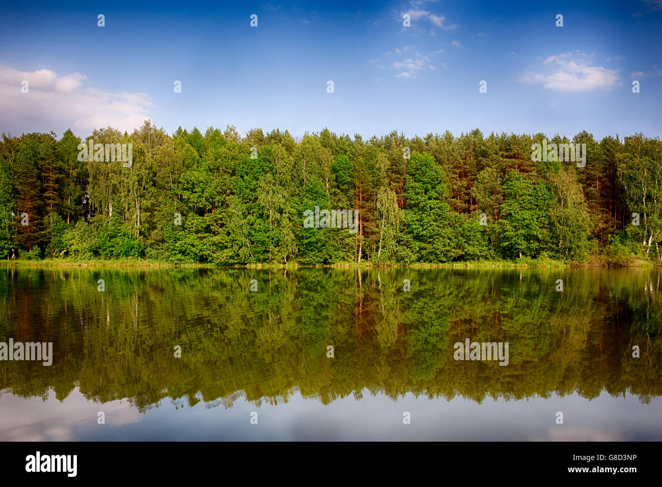 forest reflection in the lake Stock Photo - Alamy