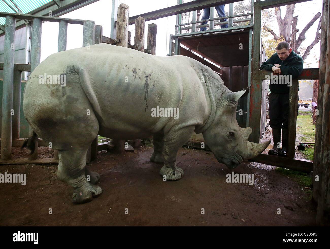 Tswane the Southern white rhino, watched by keeper Graeme Alexander ...