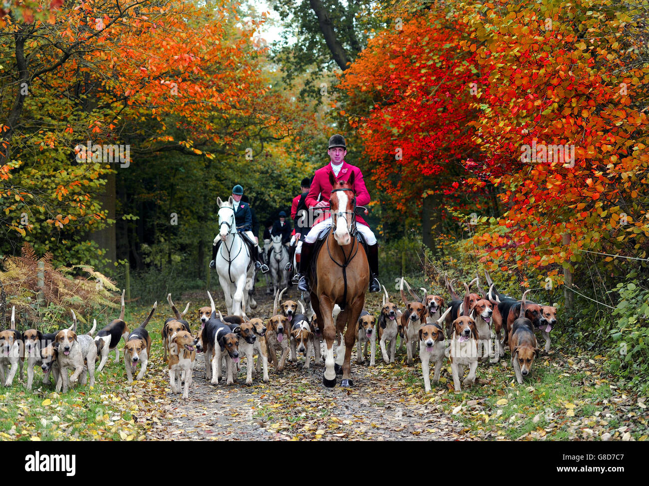The Holderness Hunt in East Yorkshire at their first meet of the season ...