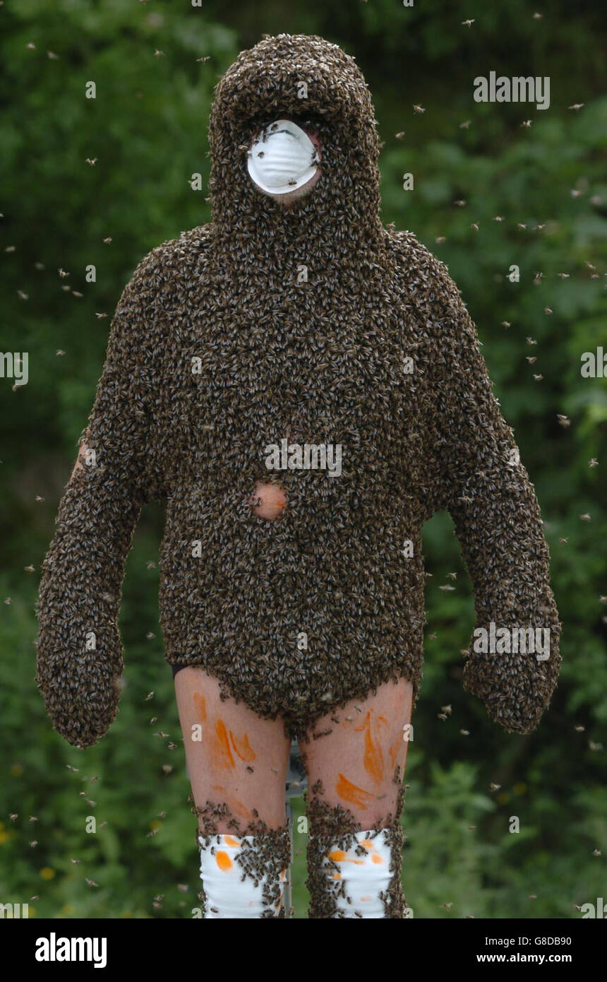 World Record Attempt - Beard of Bee's - Cahir Stock Photo - Alamy