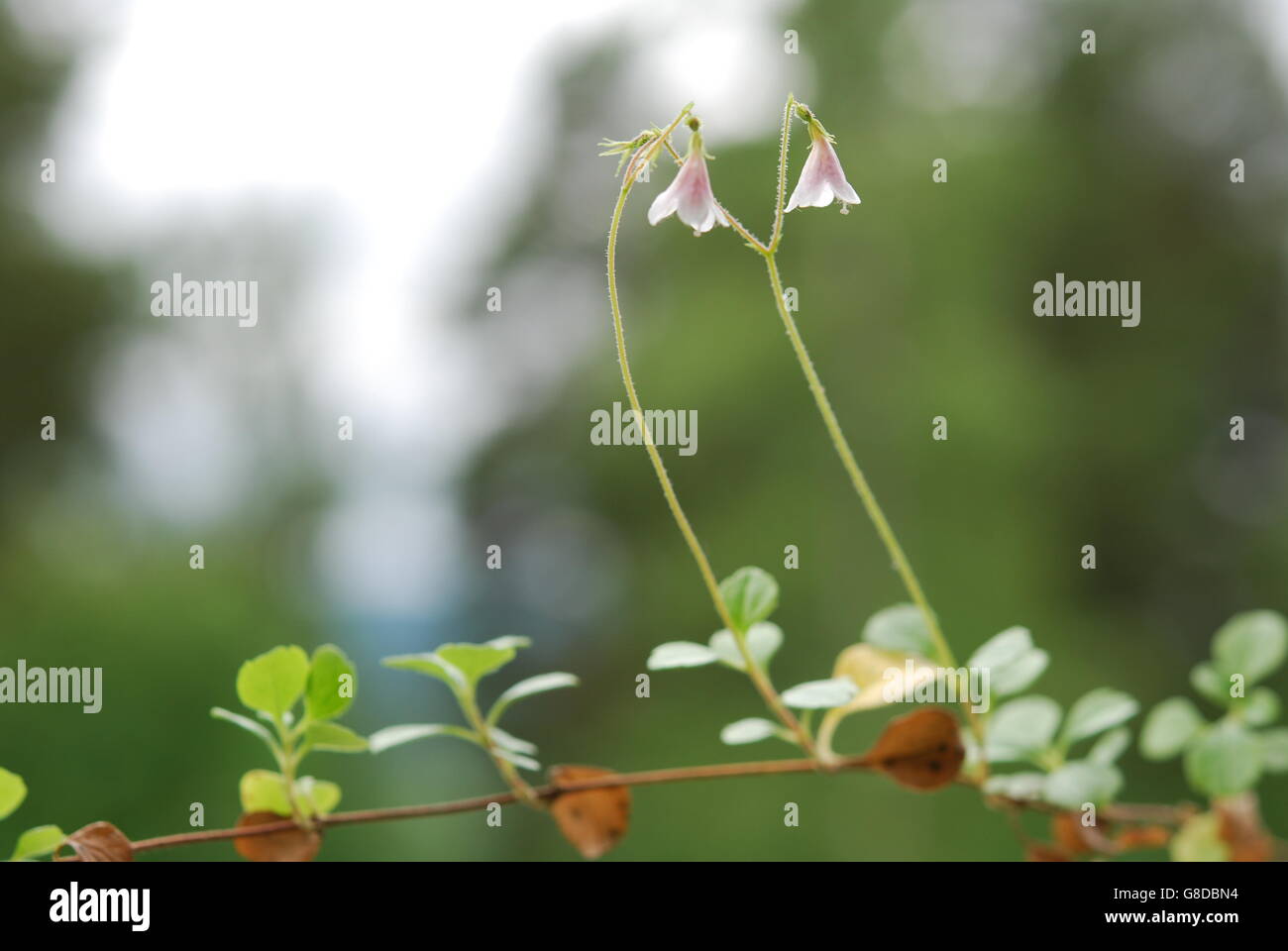 Linnea hi-res stock photography and images - Alamy