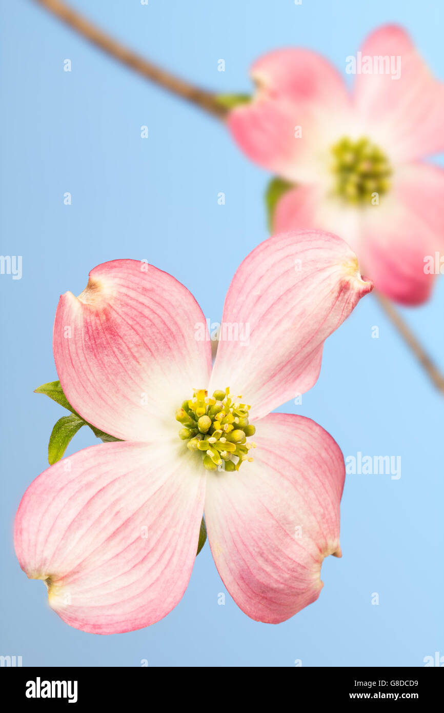 Pink and cream bracts and green flowers of dogwood tree on sky blue ...