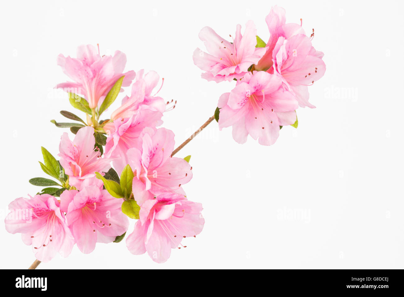 Light pink azalea flowers in clusters on shrub branch Stock Photo - Alamy