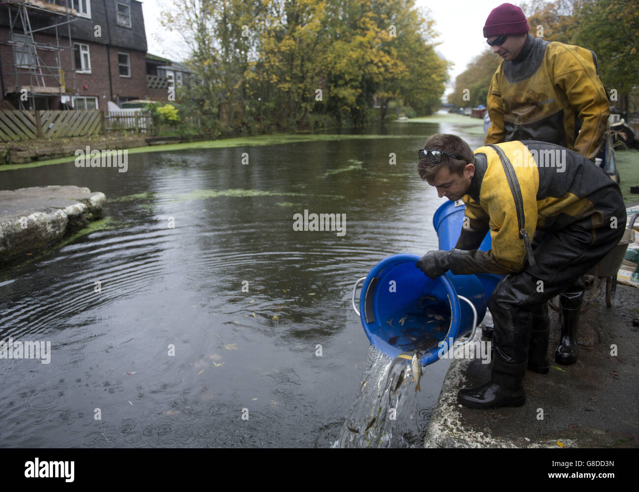 Regents Canal fish relocation Stock Photo - Alamy