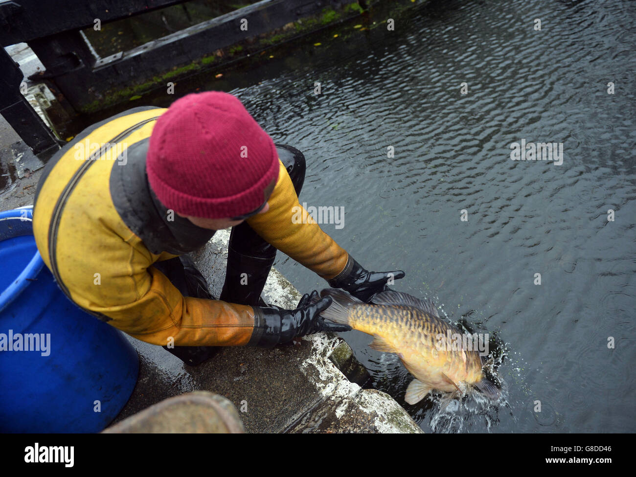 Regents Canal fish relocation Stock Photo - Alamy