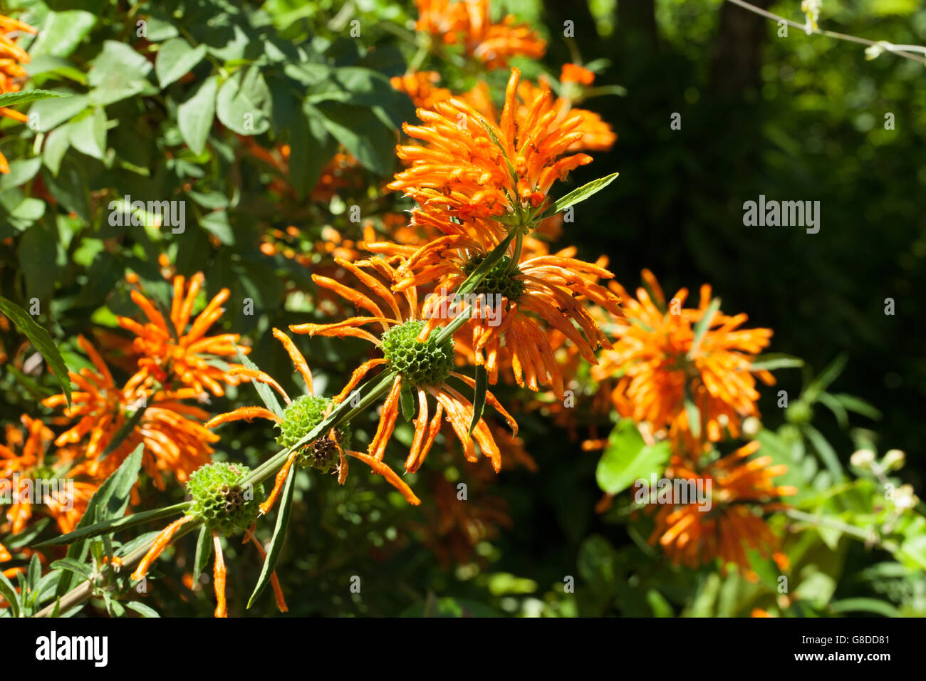Leonotis nepetifolia hi-res stock photography and images - Alamy
