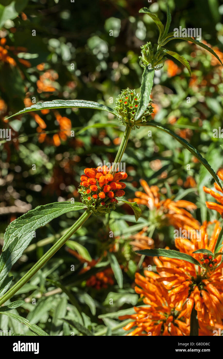 Leonotis nepetifolia hi-res stock photography and images - Alamy