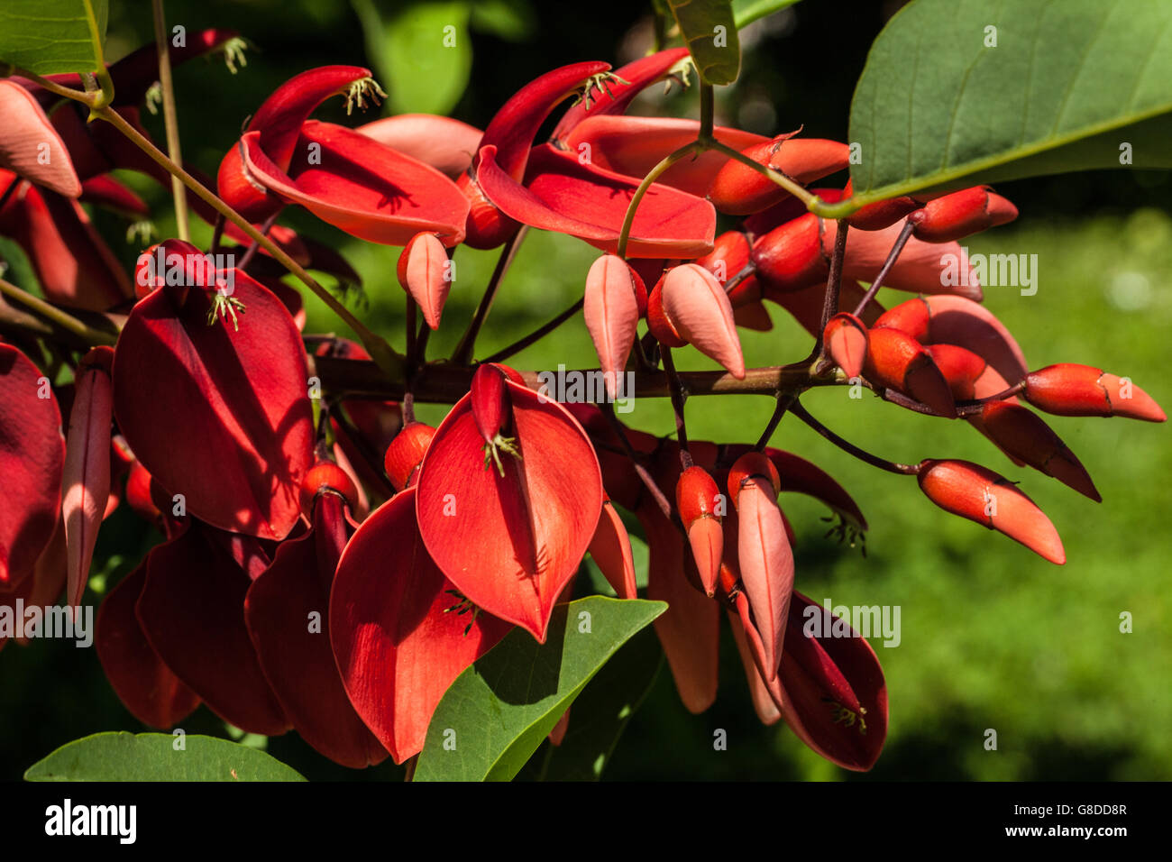 Erythrina crista galli hi-res stock photography and images - Alamy