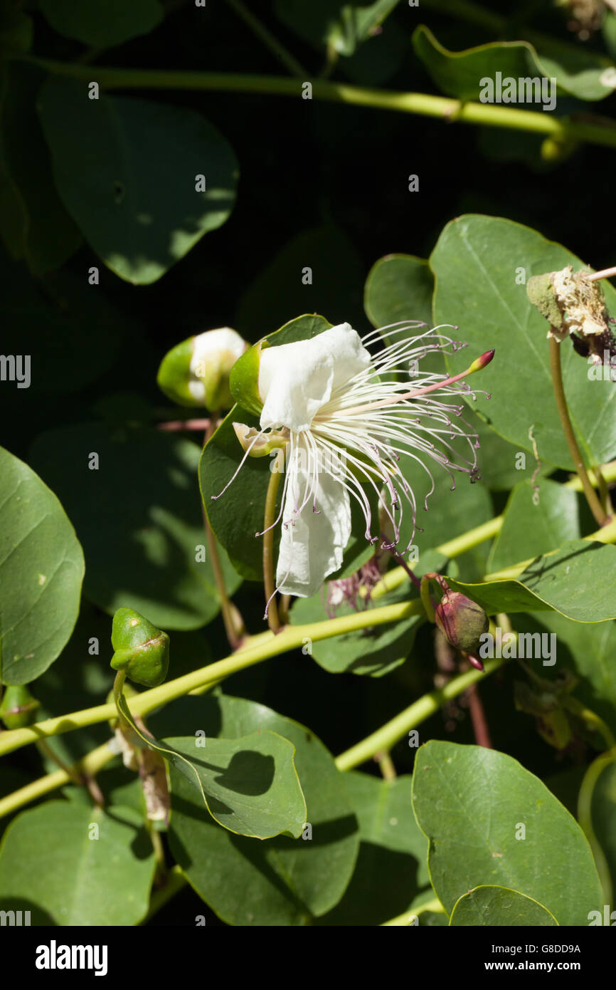 Capparis spinosa hi-res stock photography and images - Alamy