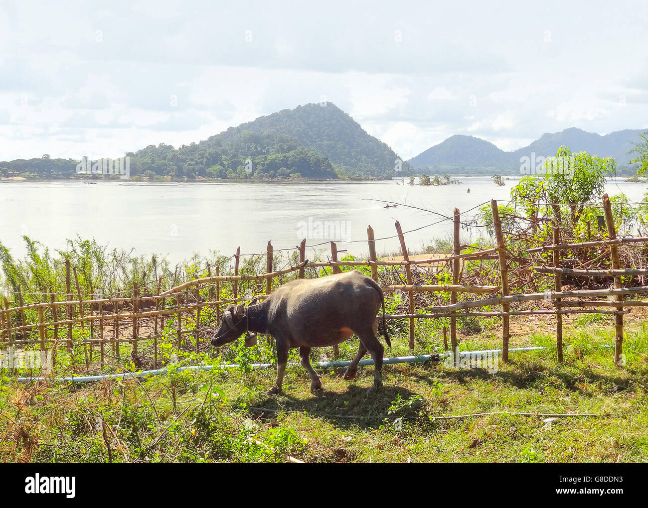 agricultural scenery with cow at Mekong river in Laos Stock Photo - Alamy