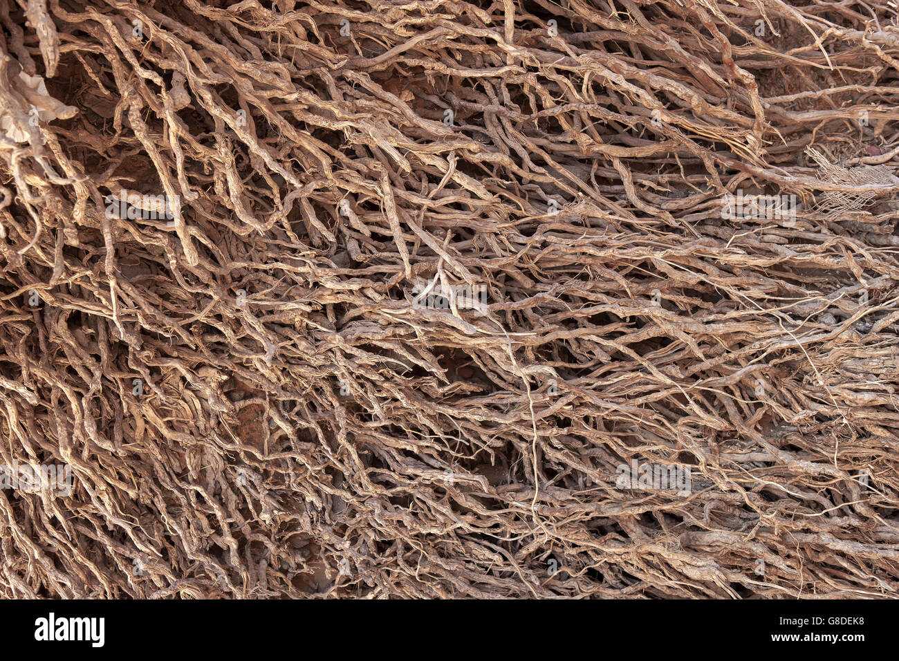 Exposed tree root system hi-res stock photography and images - Alamy