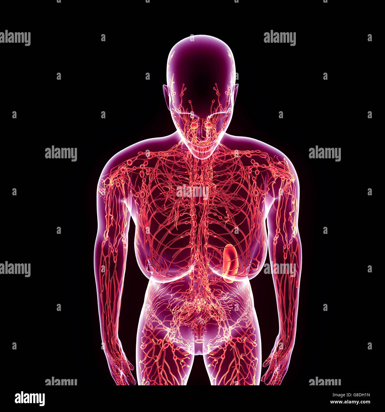 Male nervous system hi-res stock photography and images - Alamy