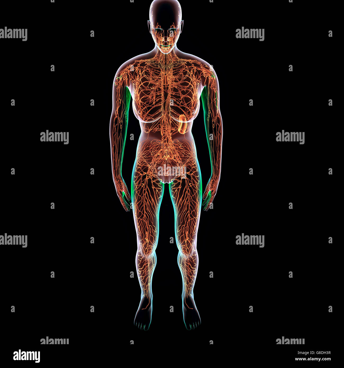 3d illustration of human body Nervous System anatomy Stock Photo - Alamy