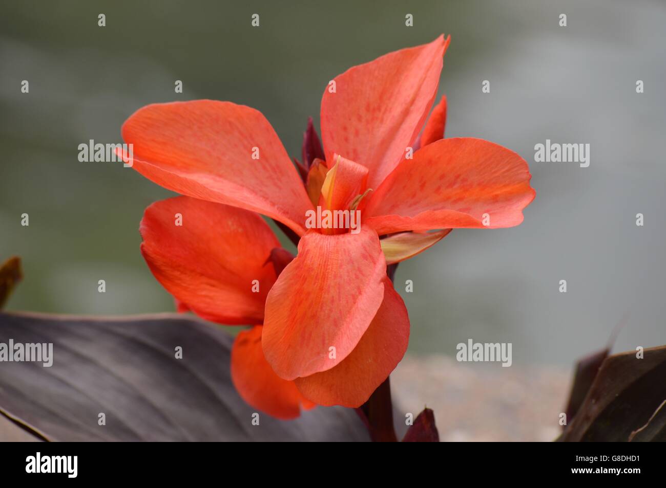 Smooth flower petals hi-res stock photography and images - Alamy