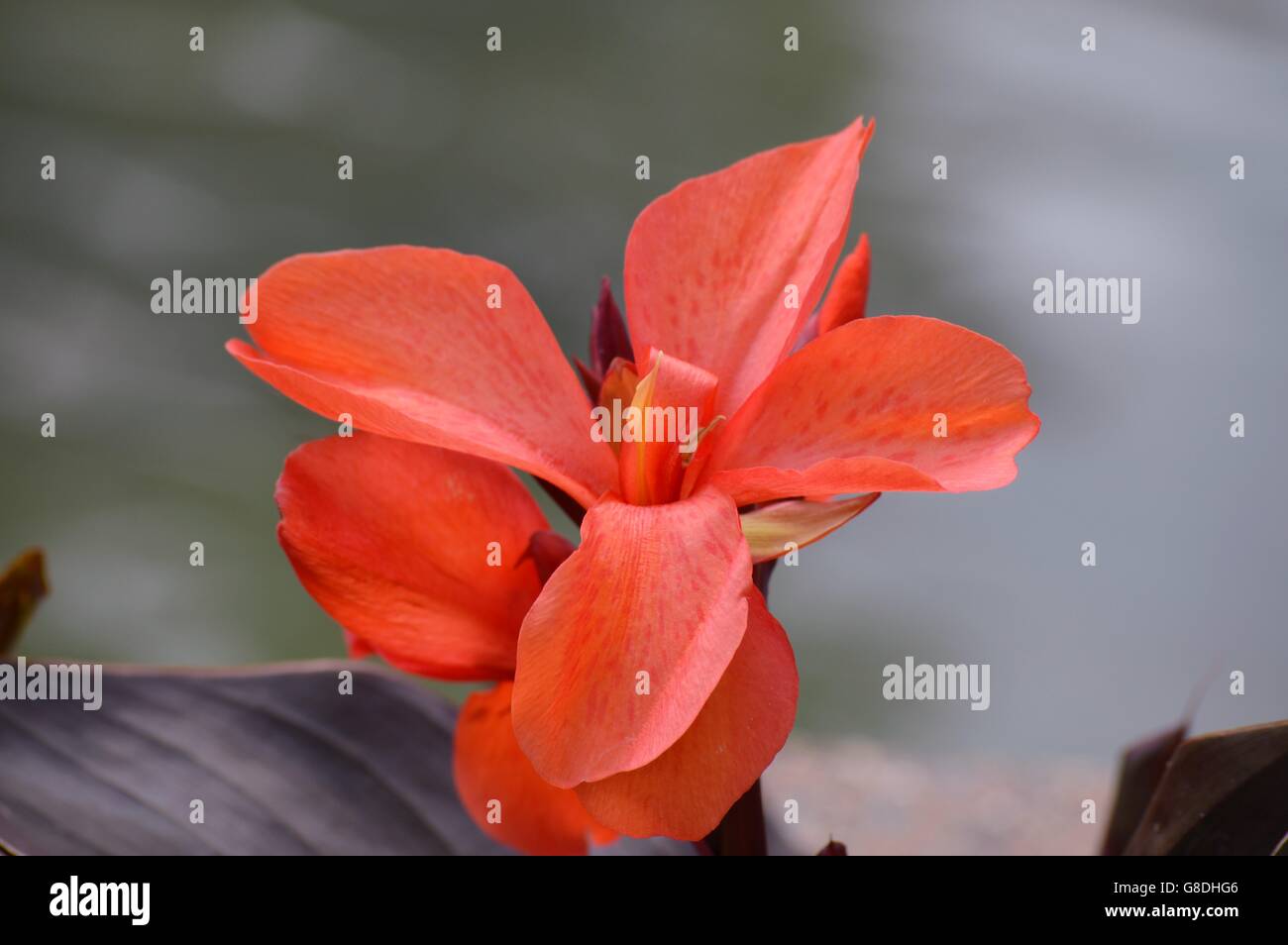 Smooth flower petals hi-res stock photography and images - Alamy