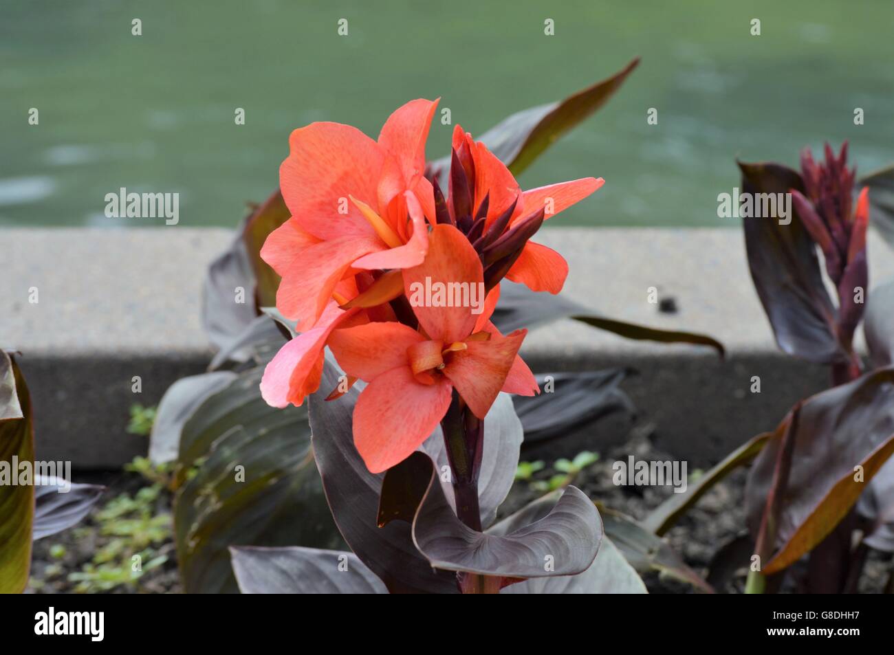 Smooth flower petals hi-res stock photography and images - Alamy