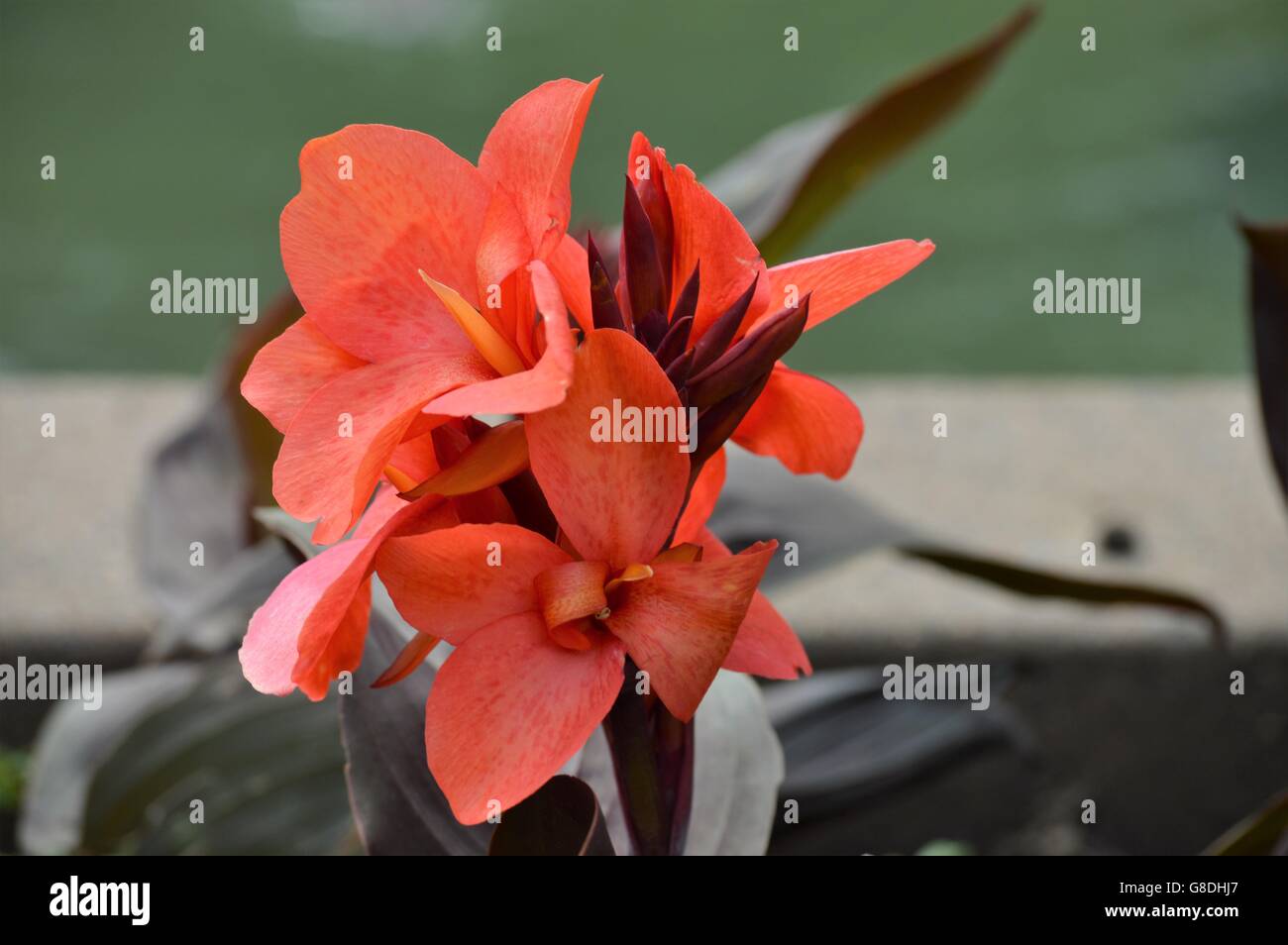 Smooth flower petals hi-res stock photography and images - Alamy