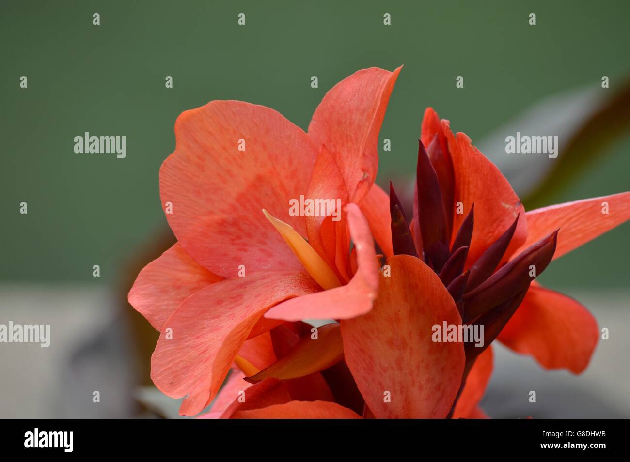 Smooth flower petals hi-res stock photography and images - Alamy