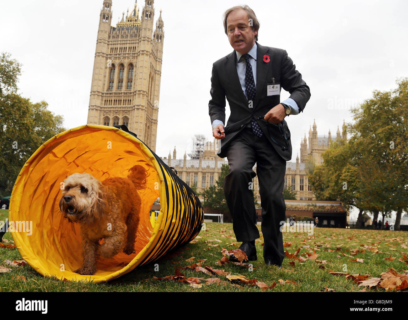Rocco the Cockapoo with owner MP Hugo Swire during the heats of the ...