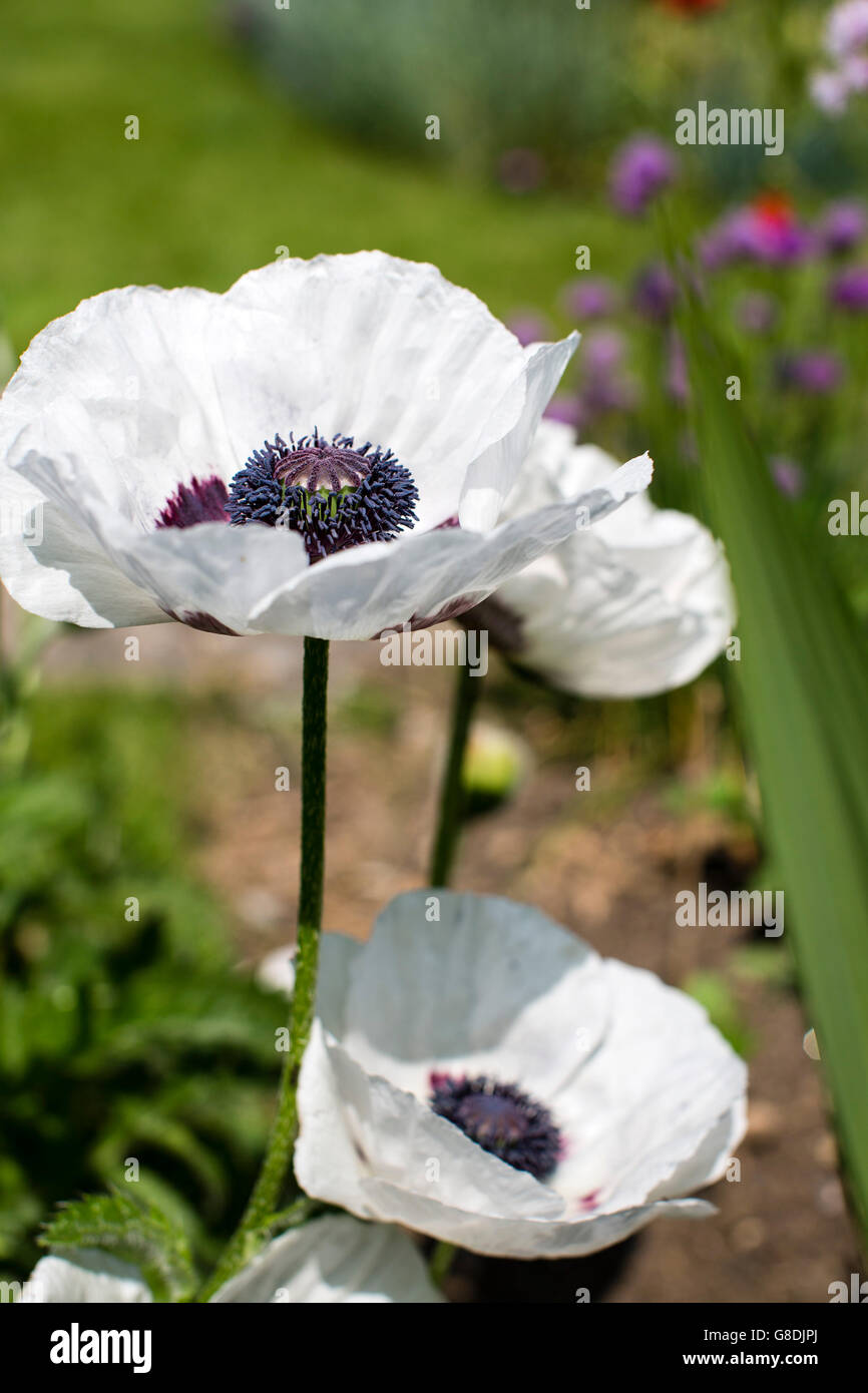 A large white decorative poppy in a small back garden in the UK Stock ...
