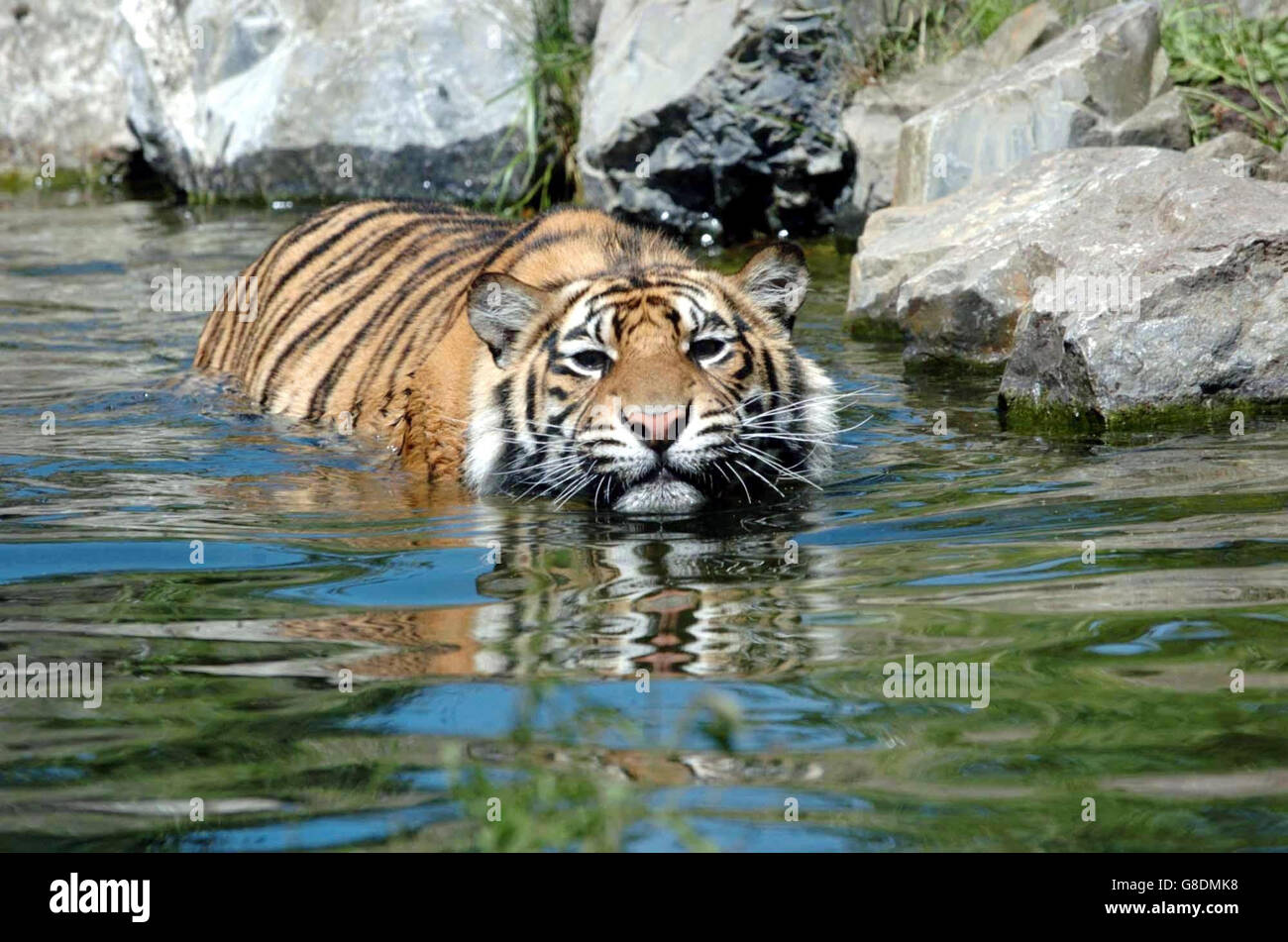 Sumatran Tiger Swimming High Resolution Stock Photography and Images ...