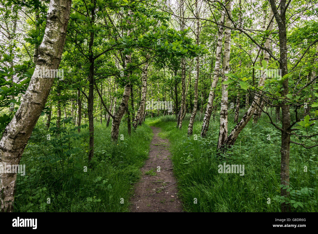 Path through silver birch trees (Betula pendula Stock Photo - Alamy