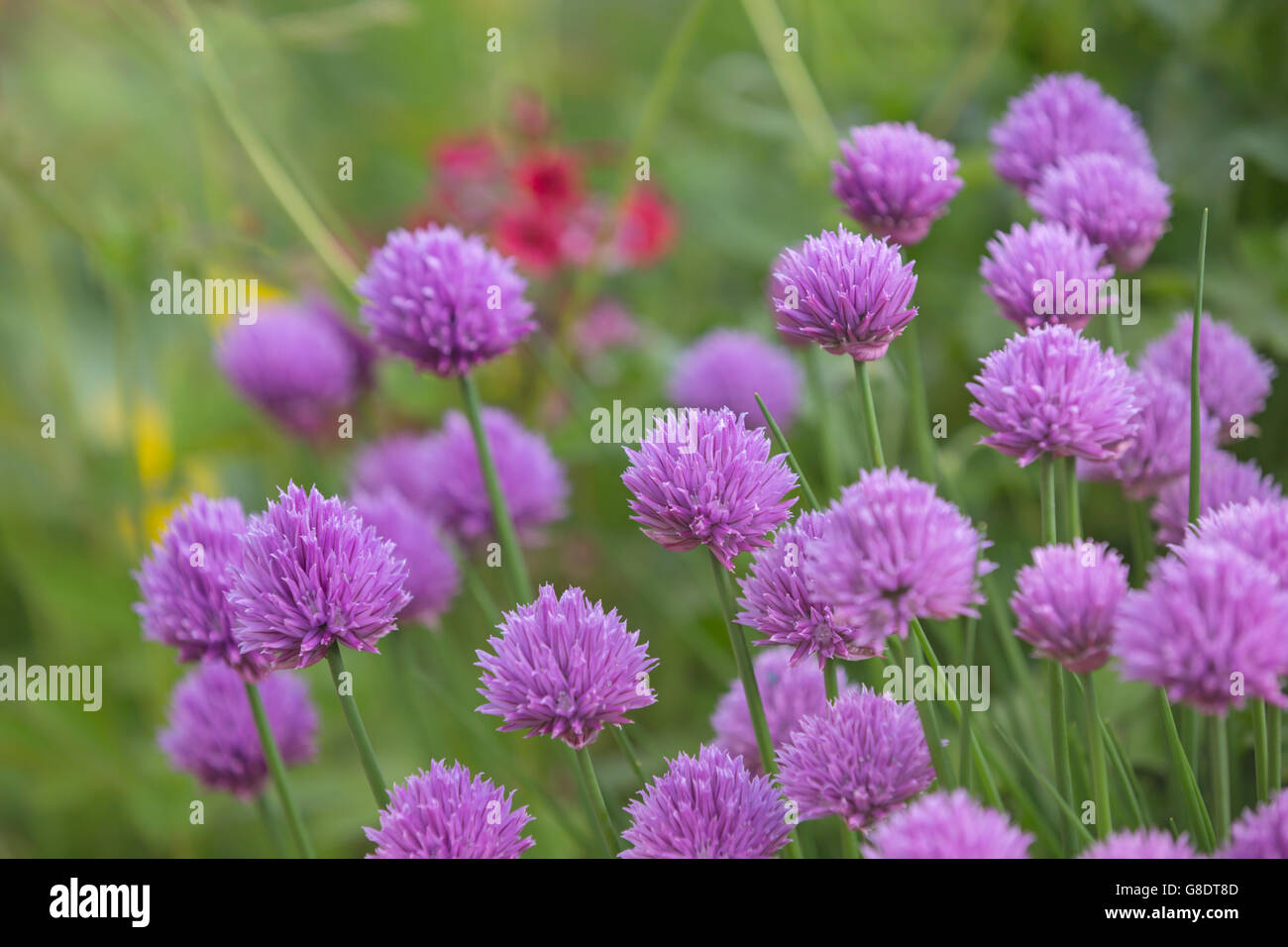 Chive flowering hi-res stock photography and images - Alamy