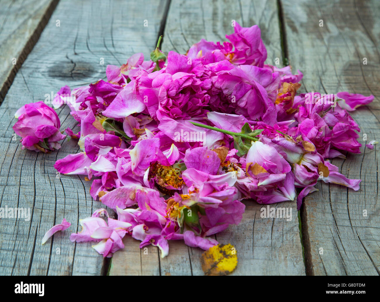 Rosa damascena hi-res stock photography and images - Alamy