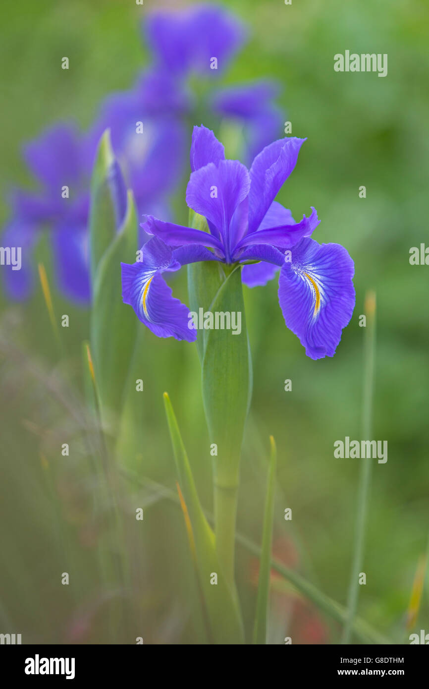 Blue iris flowers hi-res stock photography and images - Alamy