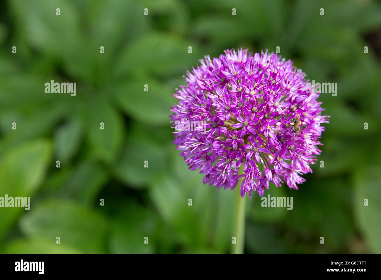 Alium hi-res stock photography and images - Alamy