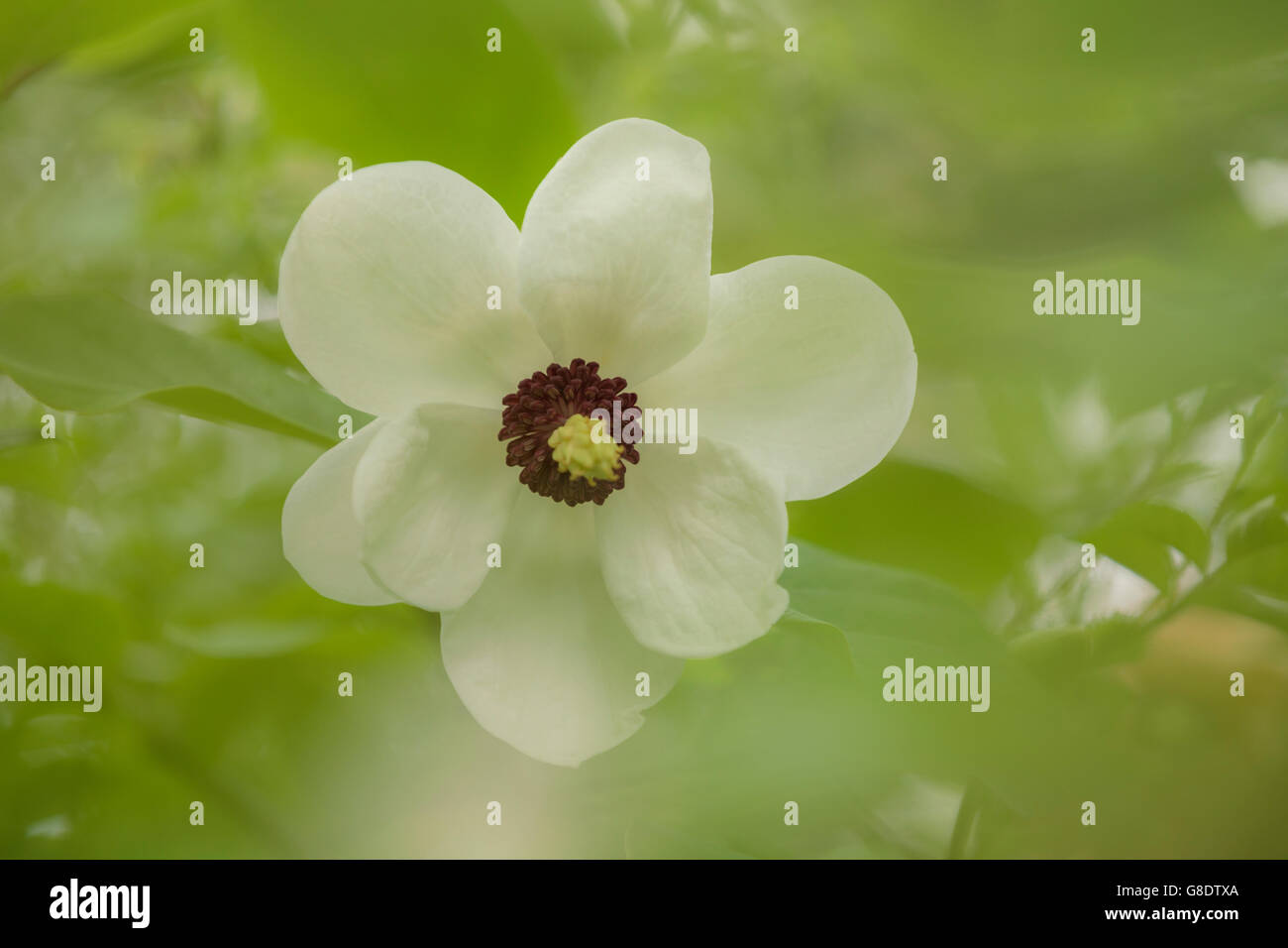 Magnolia wilsonii flower Stock Photo - Alamy