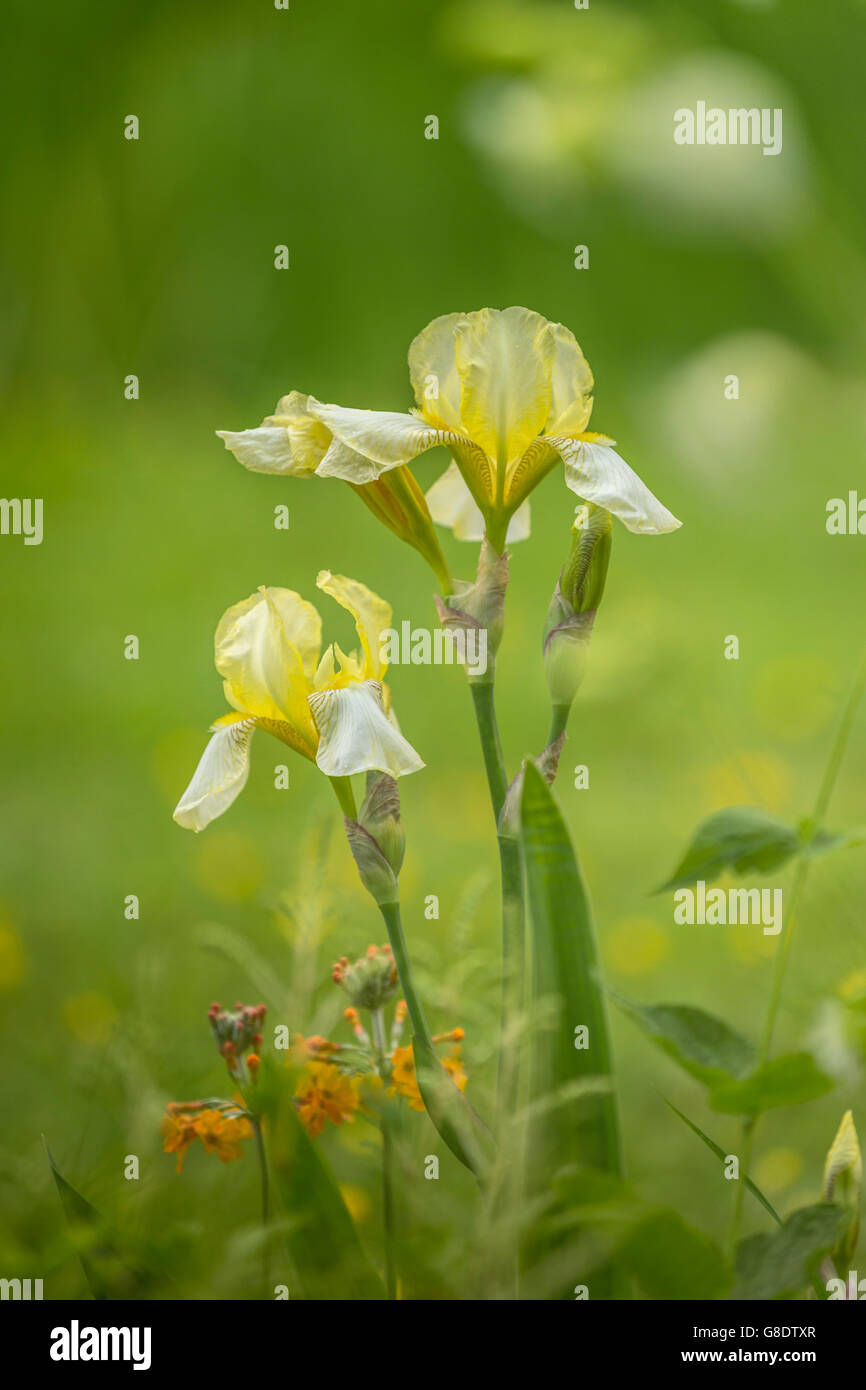 Yellow iris hi-res stock photography and images - Alamy