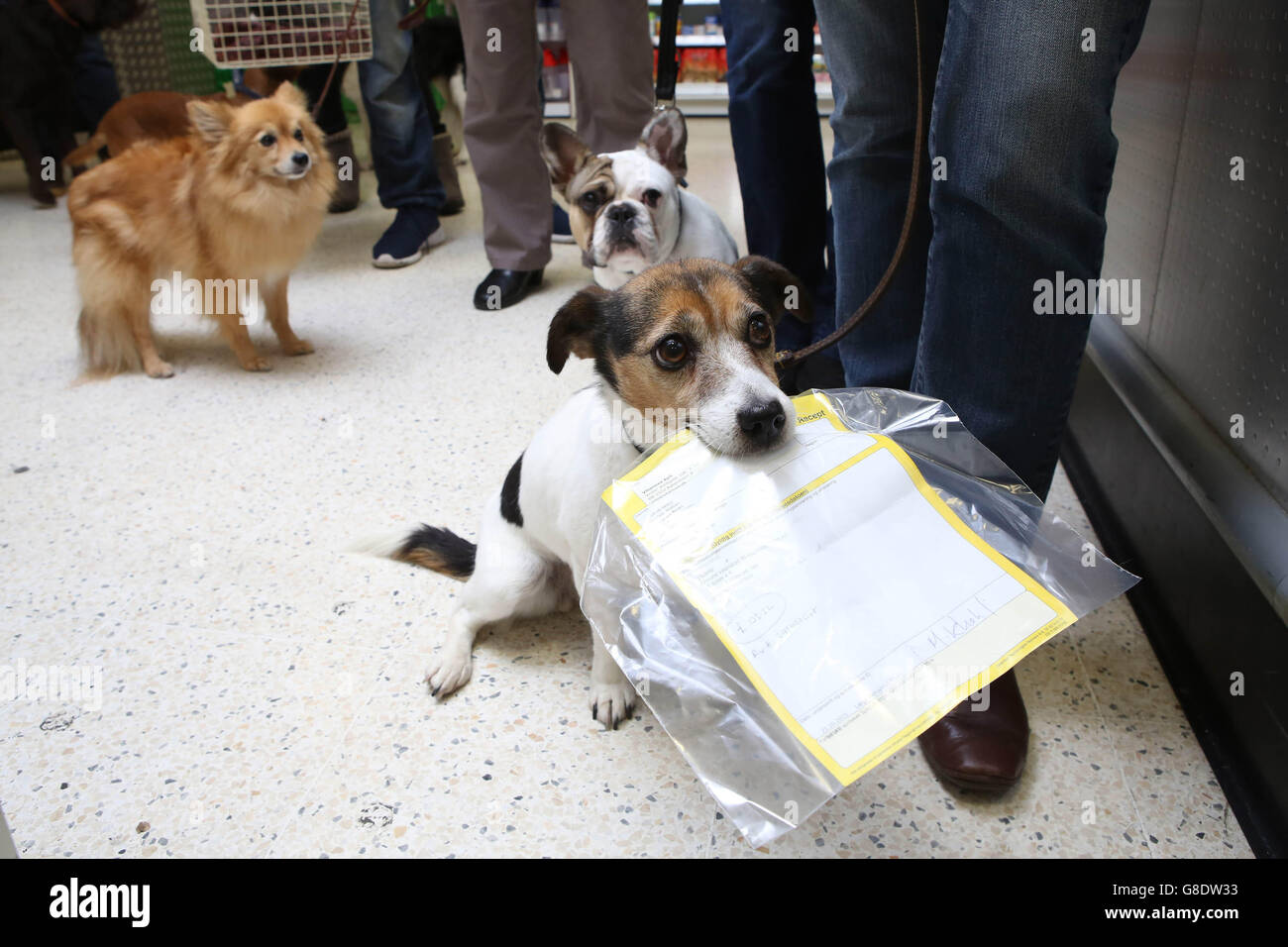Sarah the bulldog hi-res stock photography and images - Alamy