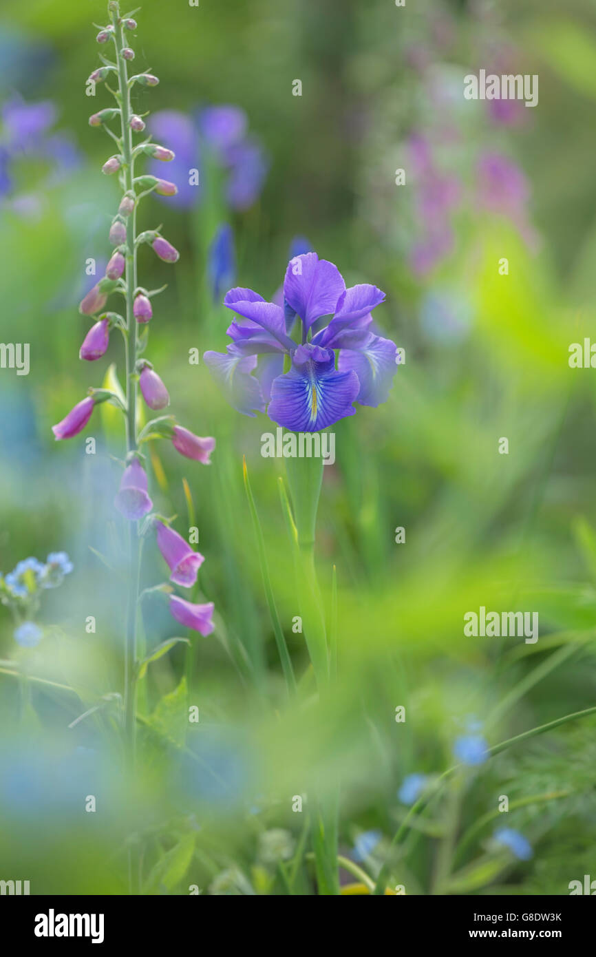 Blue Foxglove High Resolution Stock Photography and Images - Alamy