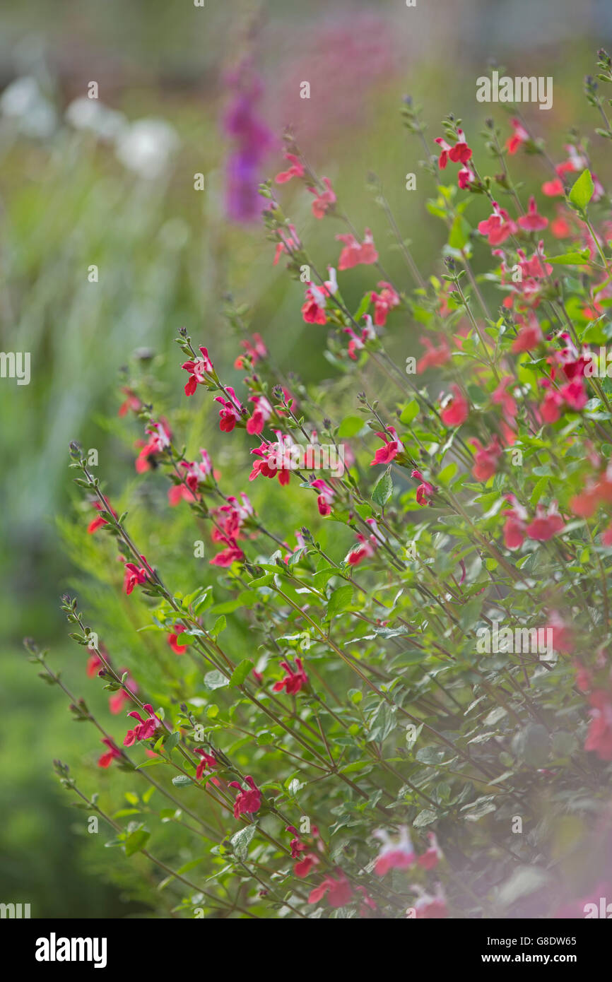 Salvia flowers hi-res stock photography and images - Alamy