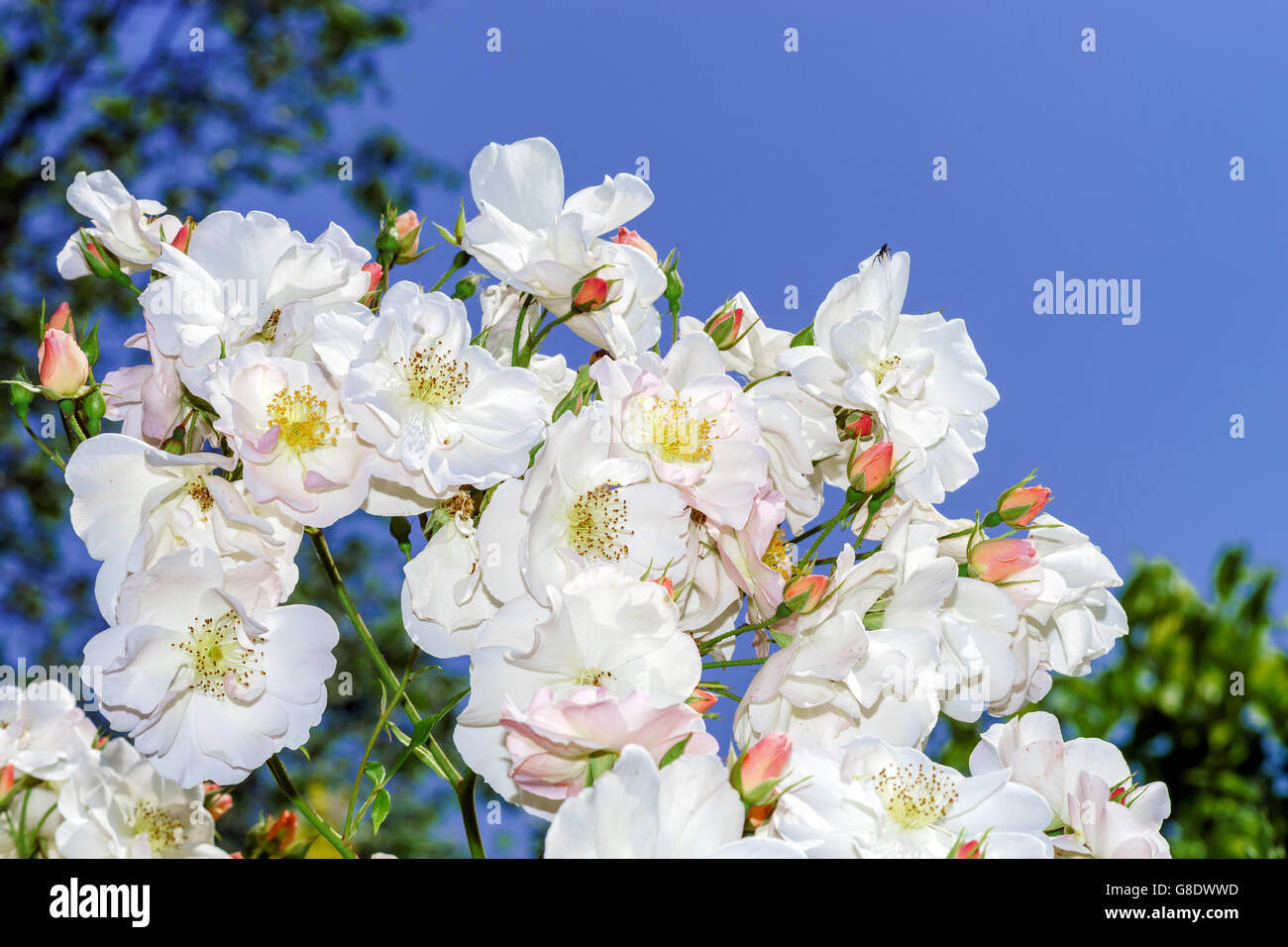 Botanic garden with blossom roses, Alsace, France Stock Photo - Alamy