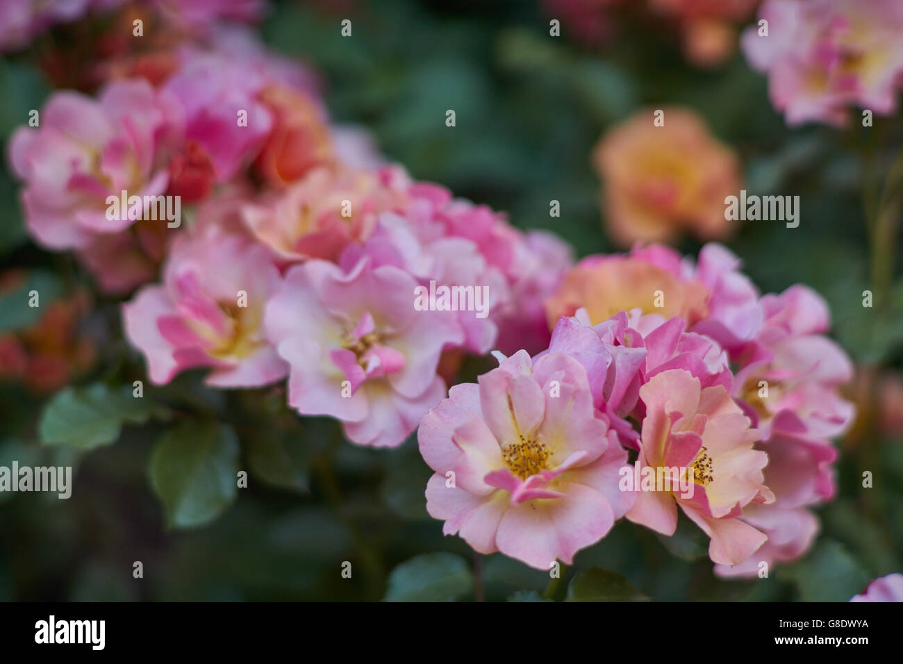 Rose cluster hi-res stock photography and images - Alamy