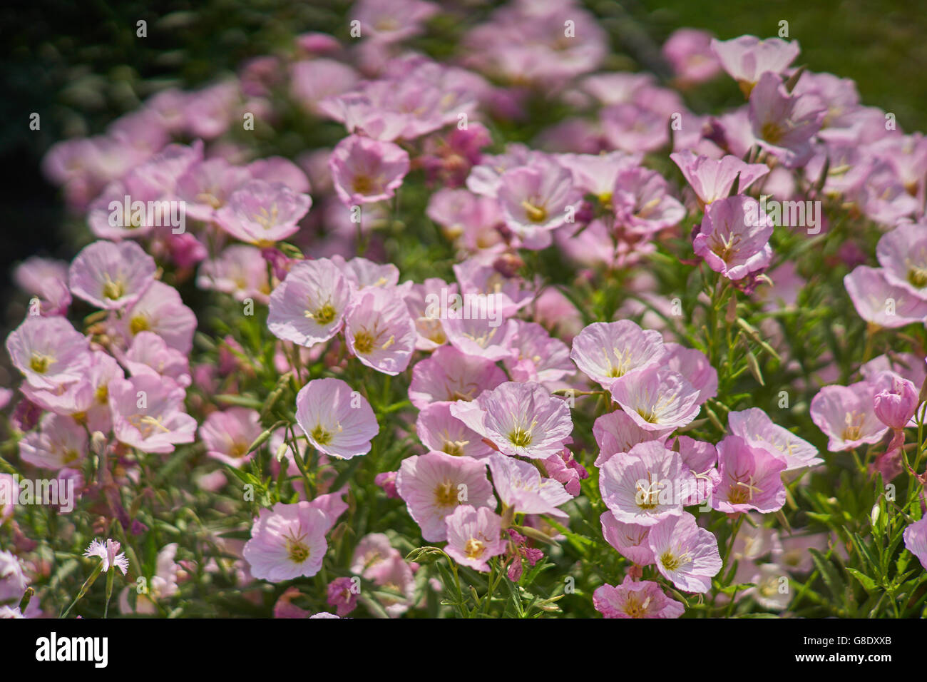 Suncups hi-res stock photography and images - Alamy