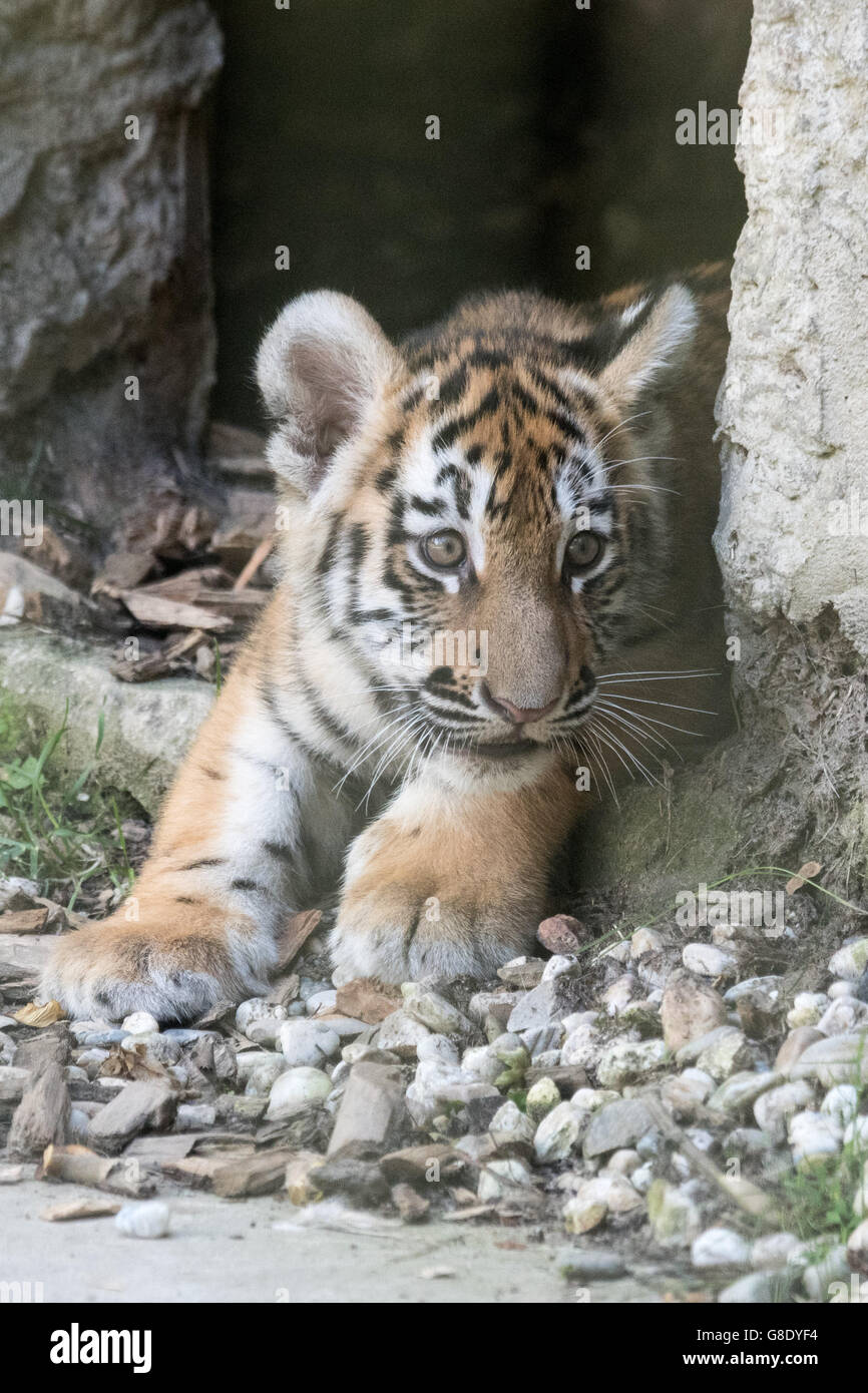 Straubing, Germany. 28th June, 2016. A young Siberian tiger lying in ...