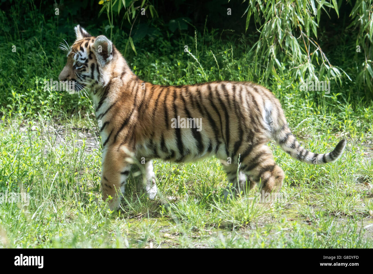 Straubing, Germany. 28th June, 2016. A young Siberian tiger in the open ...