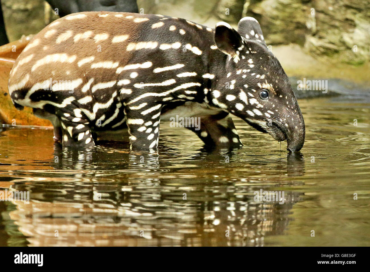 The four week old tapir baby bathing at the Gondwanaland at the zoo in ...