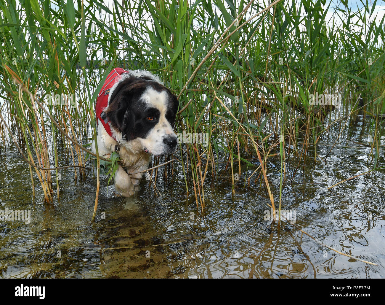 Water locating dog Otis of the German Red Cross (DRK) during an ...